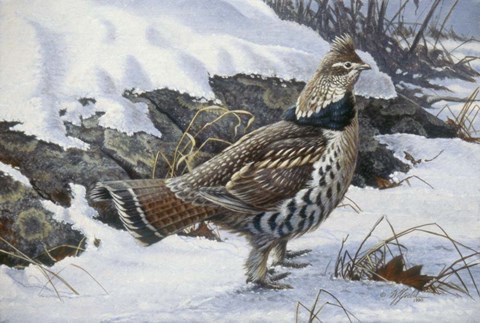 Ruffed Grouse Fine-Art Print by Wilhelm J. Goebel at UrbanLoftArt.com